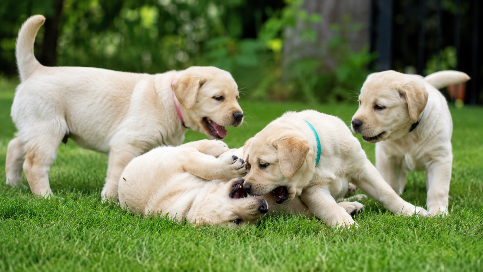 What Is Valplekar? The Ultimate Guide to Puppy Games and Early Dog ...